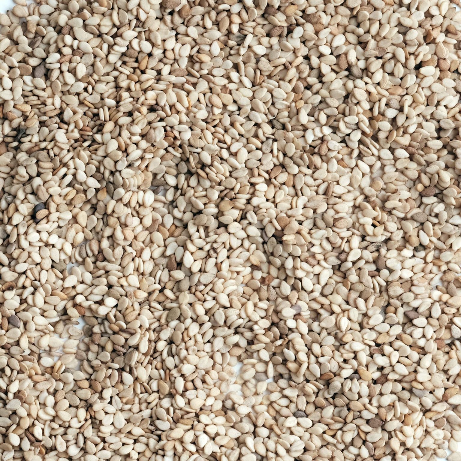 Les graines de sésame BIO - Eticmiam